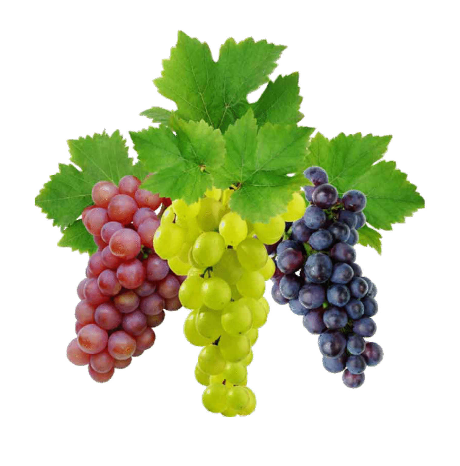 Table Grapes – TPP Enterprise LTD.
