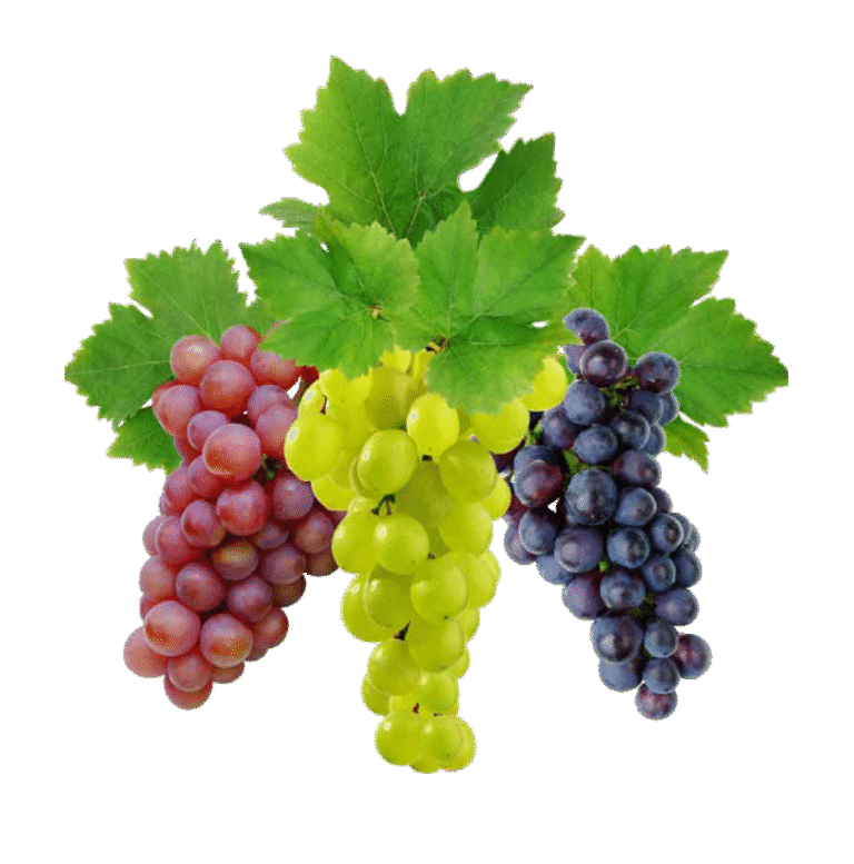 Table Grapes – TPP Enterprise LTD.