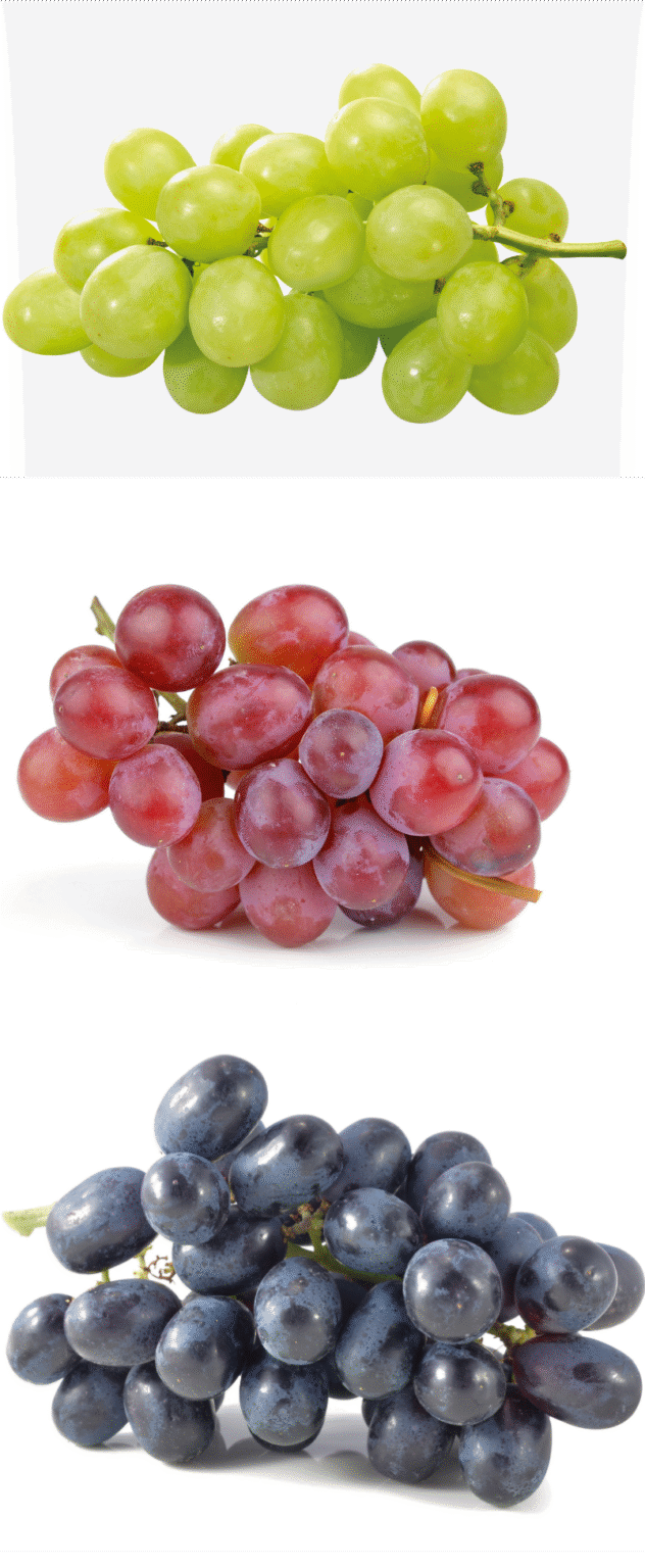 Table Grapes – TPP Enterprise LTD.